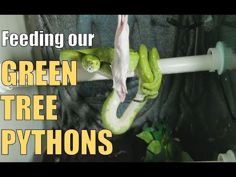 Feed My Pets Friday Green Tree Pythons Eating Youtube