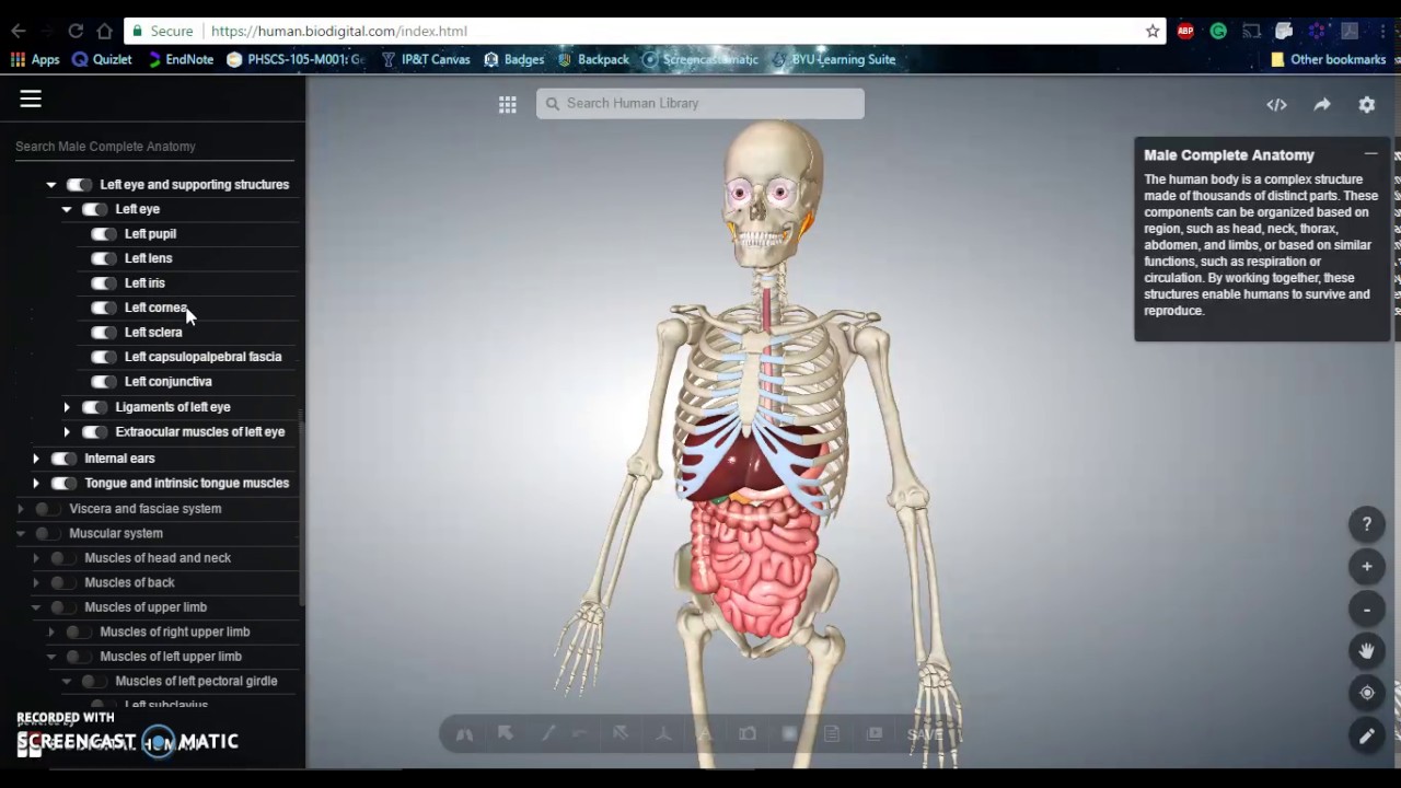 Biodigital Human Tutorial Youtube