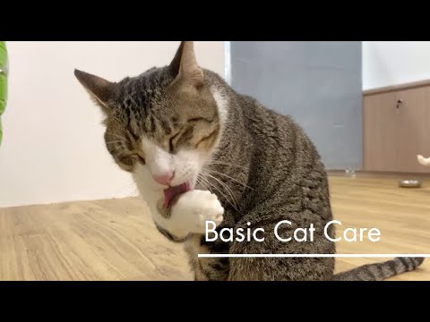 Basic Pet Care Cats Housepetscare