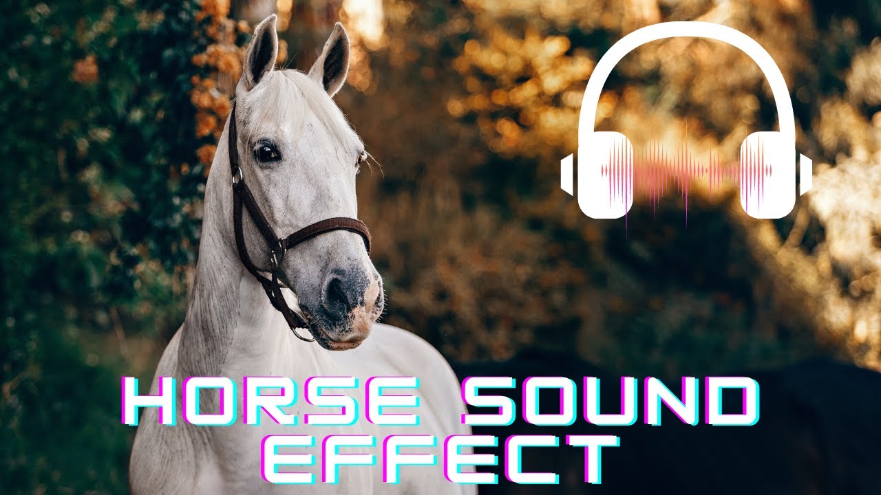 Horse Sound Effect Horse Neighing Sounds Horse Sounds What Sounds