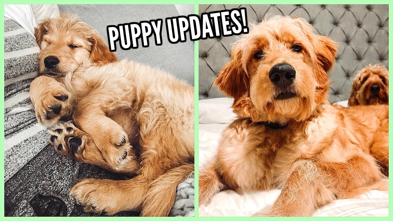 Goldendoodle Puppy Updates Youtube