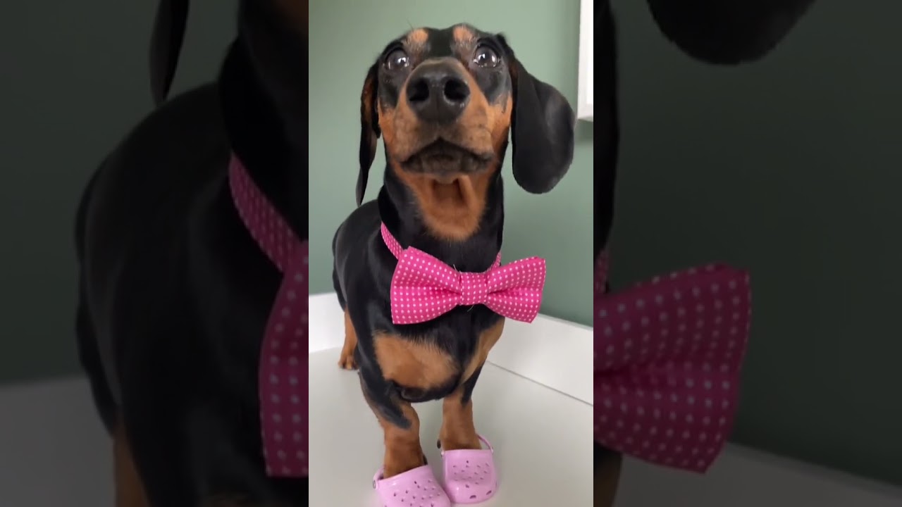 Ball Python Care Livefeeding Gecko Ballpythonsnake Animal Snake