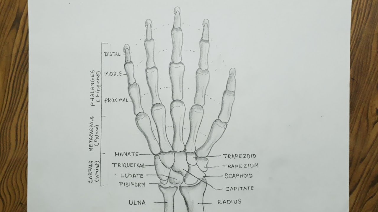 How Do You Draw A Skeleton Hand Easy Meaning Of Number