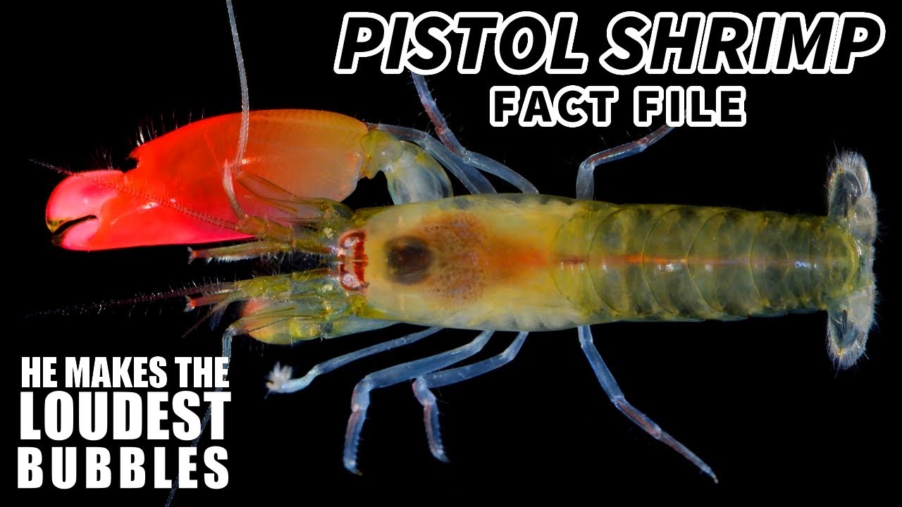Tiger Pistol Shrimp Sound