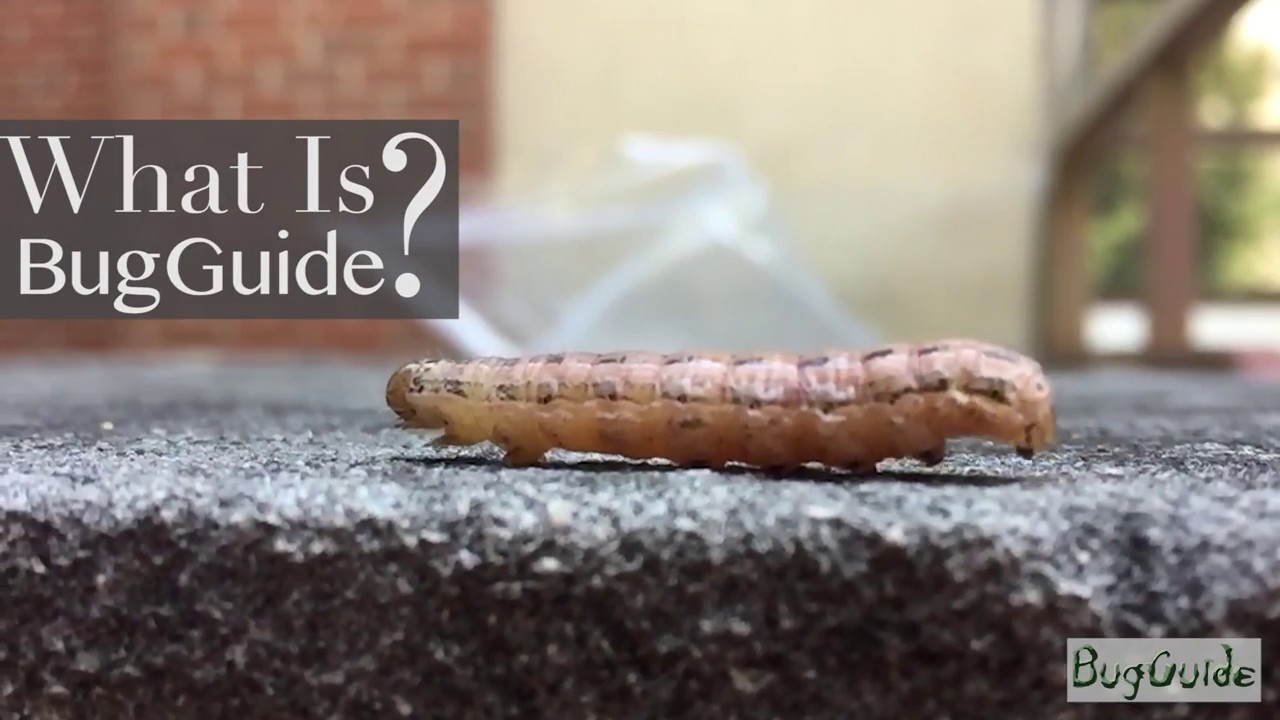 Why Bugguide Youtube