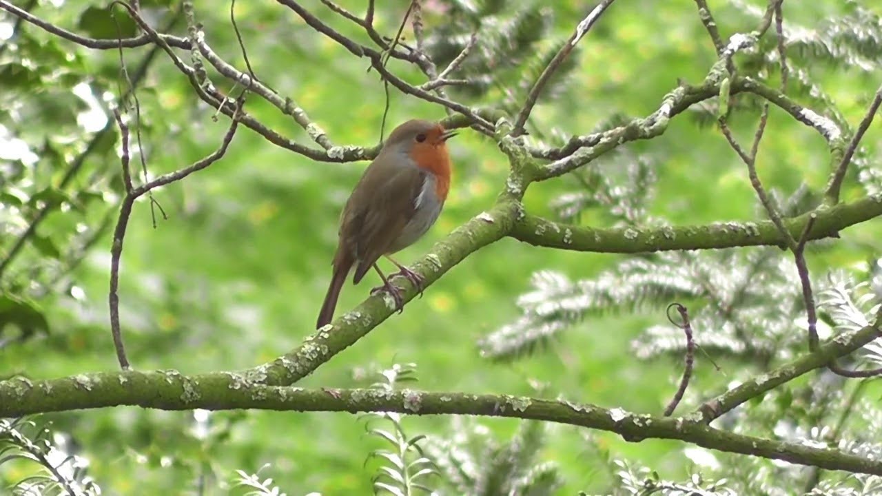 Birdsong In The Forest Relaxing Sounds 2 Hours Youtube
