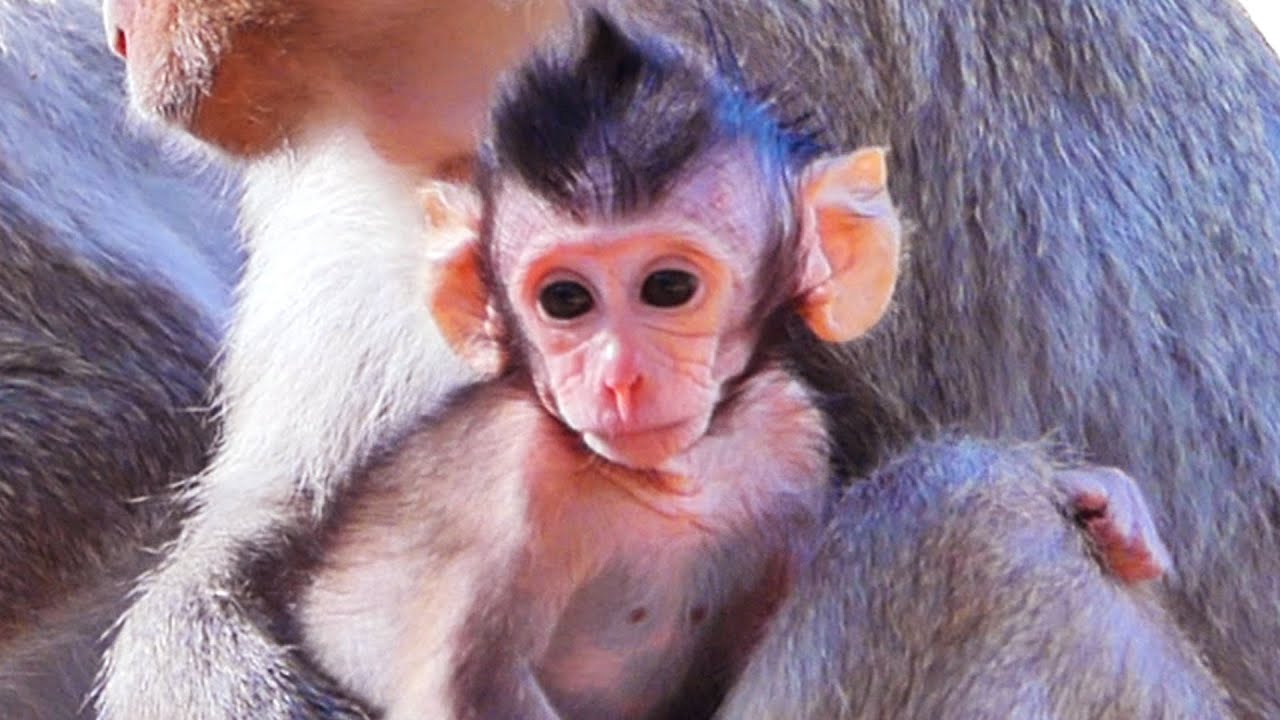 Gorgeous Monkey Baby Jillian Very Action Taking Care By Mom Julianna