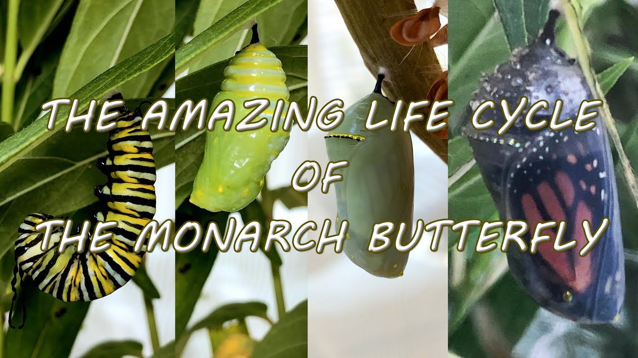 Monarch Butterfly Life Cycle Metamorphosis Time Lapse The Twerking