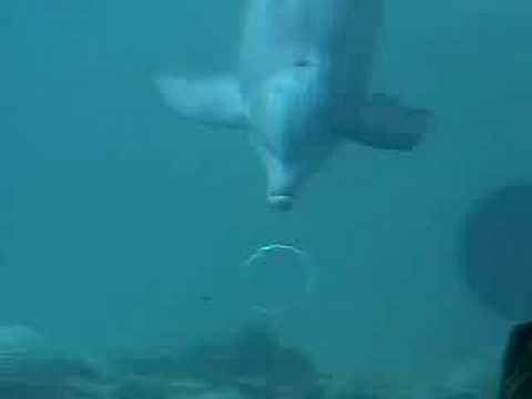 Dolphin Blows Airrings Youtube