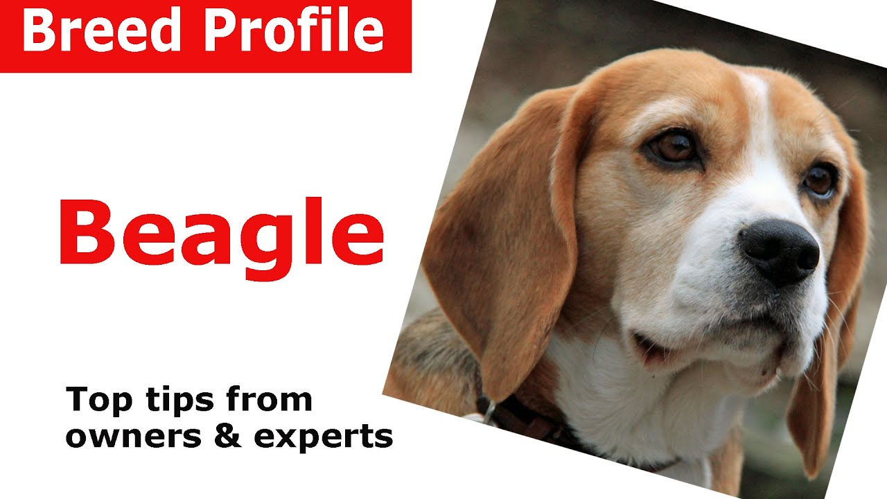 Beagle Dog Breed Advice Youtube