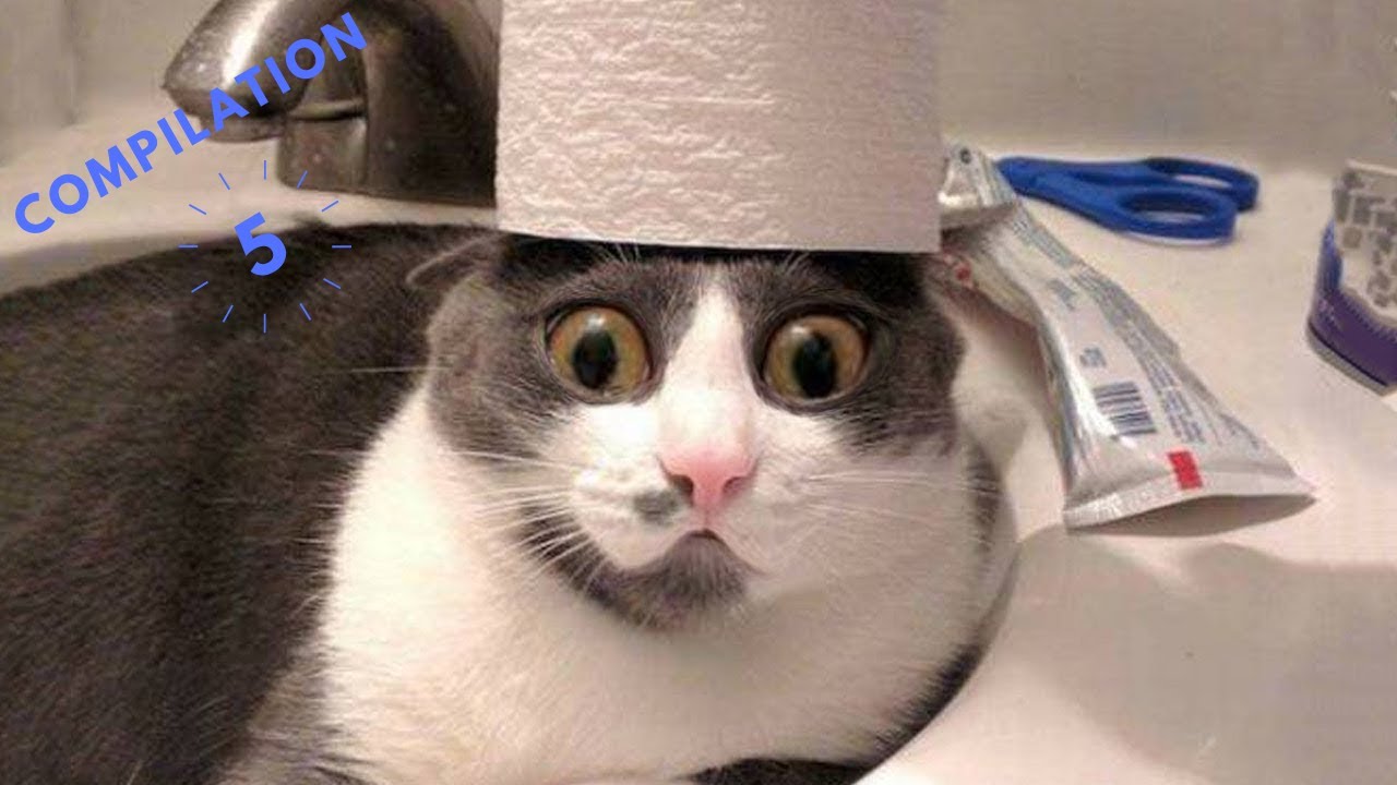 Funny Cat Compilation 5 Youtube