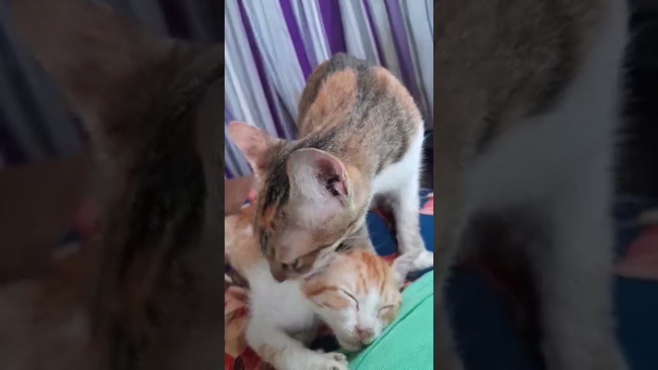 Caring Cat Housepetscare