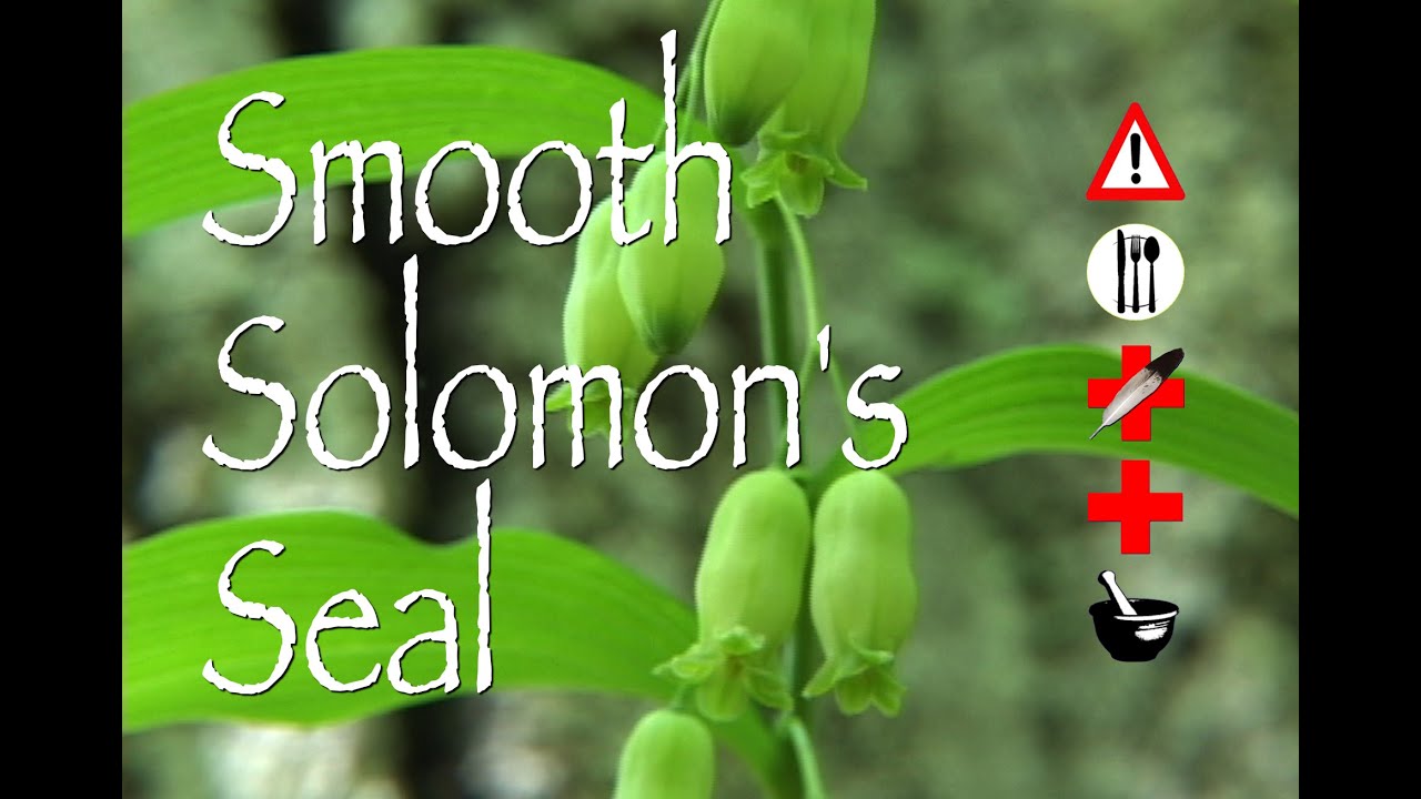 Smooth Solomon S Seal Edible Medicinal Cautions Other Uses Youtube