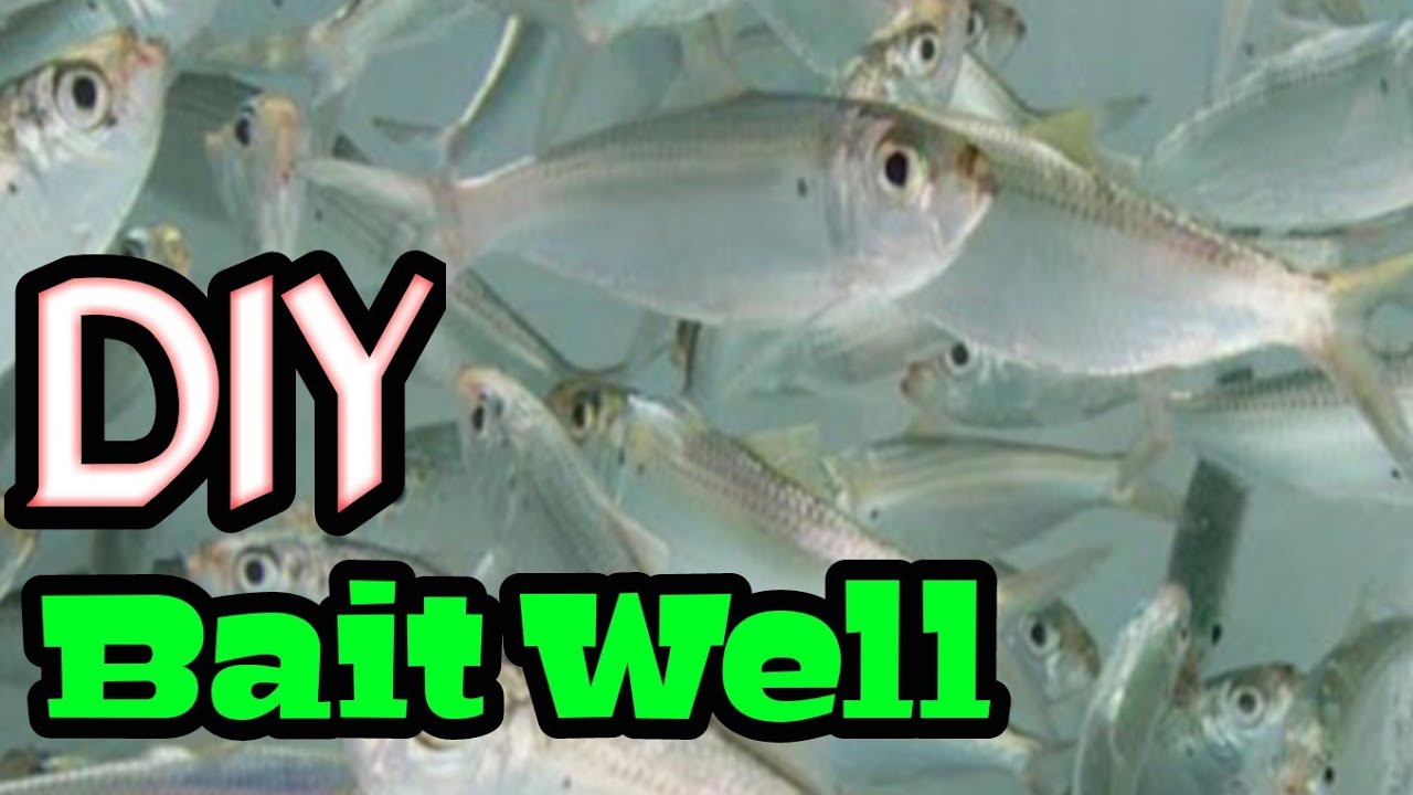 Diy Bait Livewell Youtube