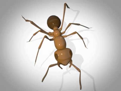 Ant Walk Cycle Youtube