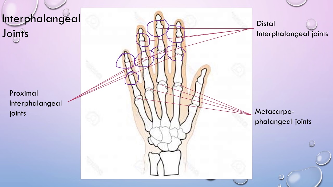 Interphalangeal Joints Of The Fingers Youtube