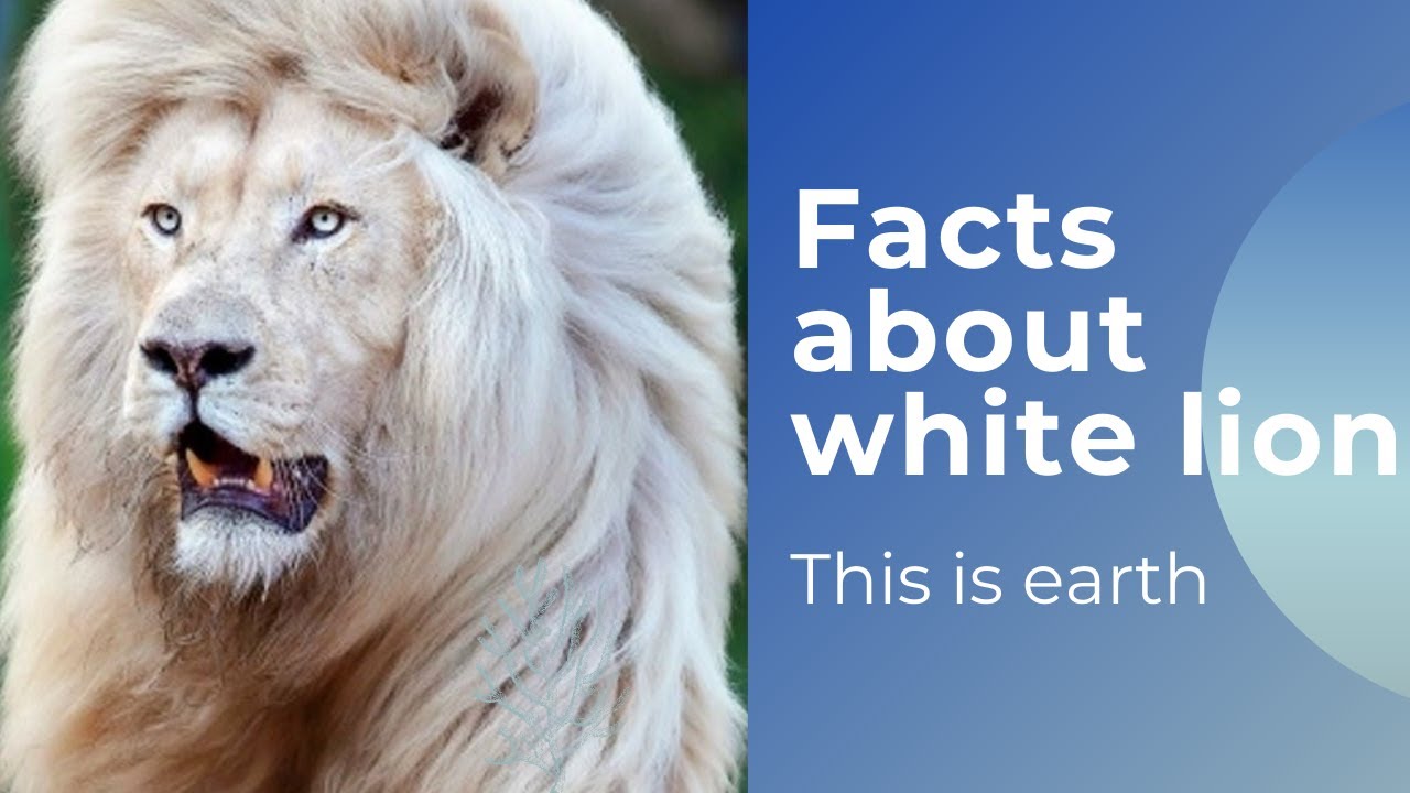 White Lion Animal Facts