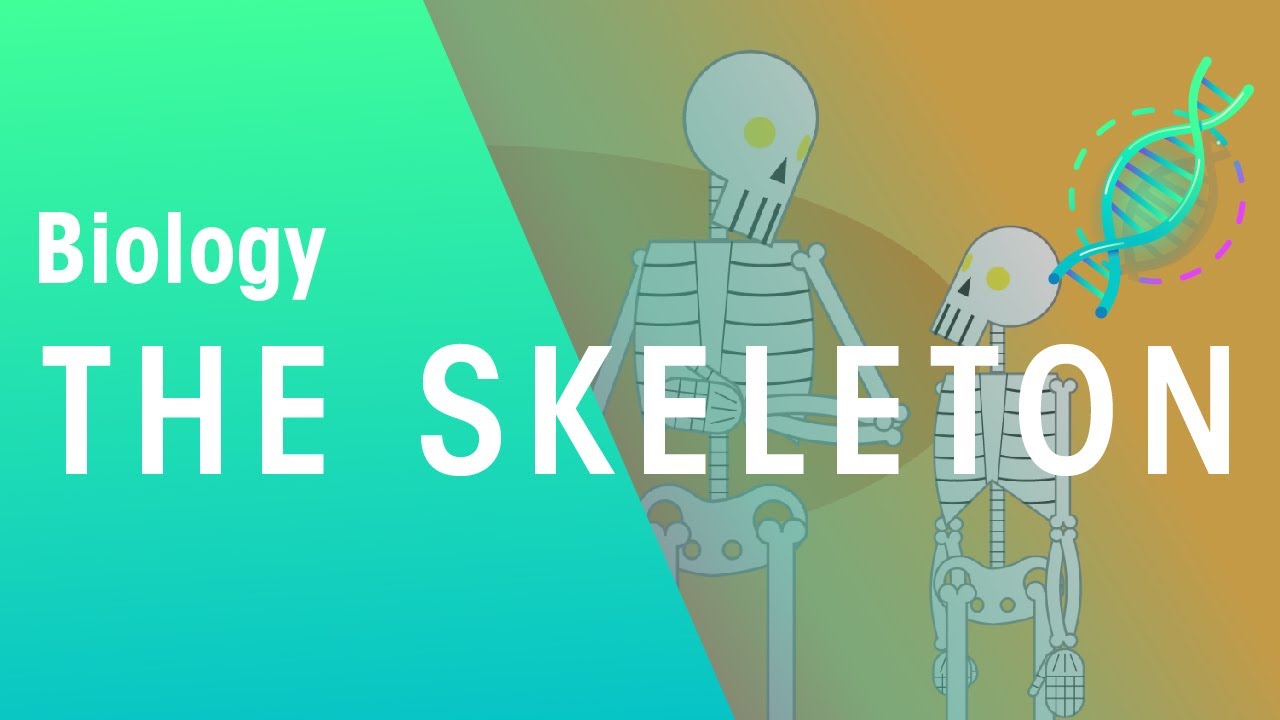 The Skeleton Physiology Biology Fuseschool Youtube