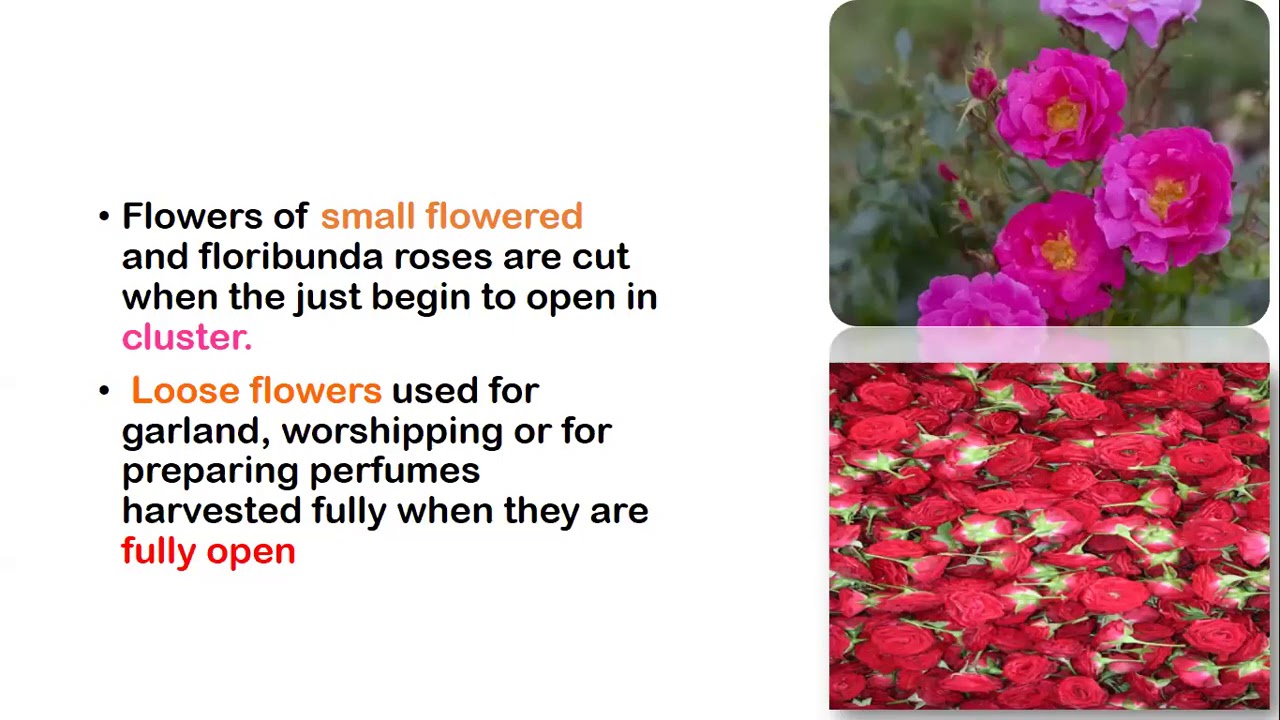2 Maturity Indices Of Flowers Crop Youtube