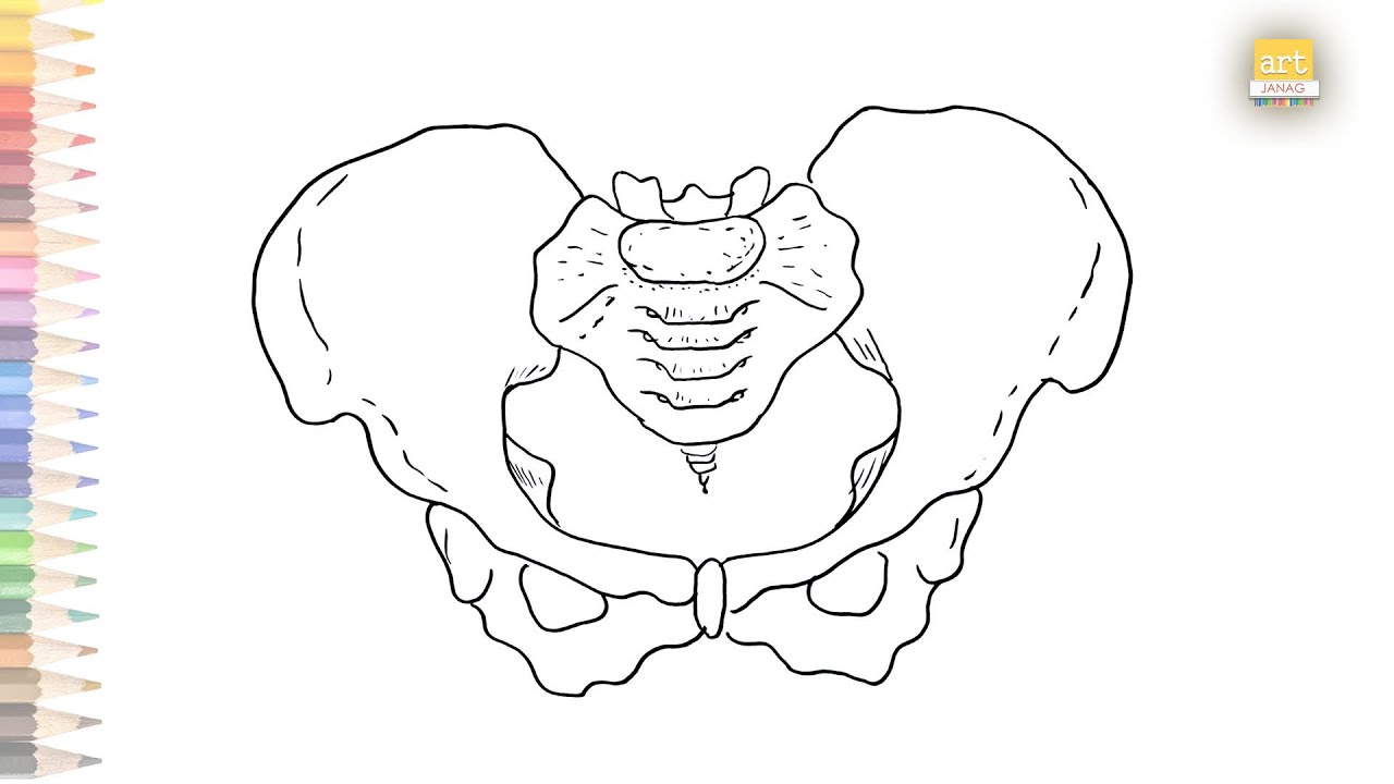 Anatomy Drawing Pelvis At Maddison Chidley Blog