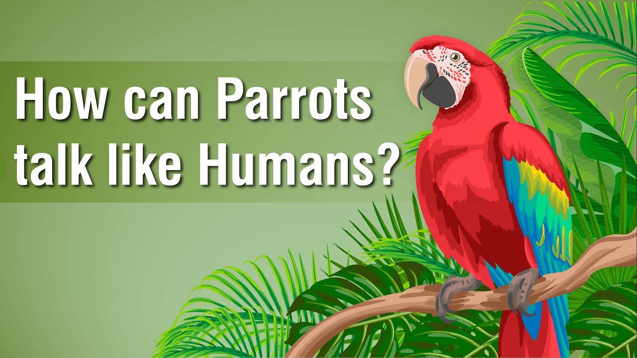 Why Can Parrots Talk Like Humans Letstute Youtube