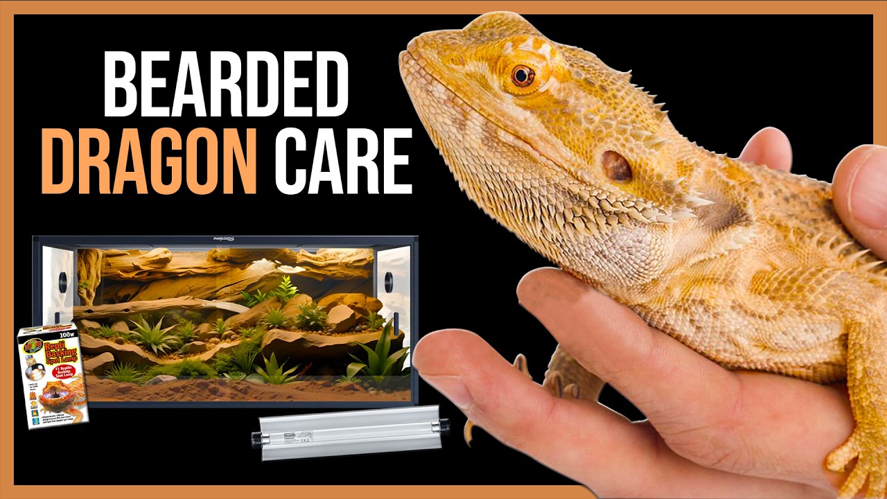Bearded Dragon Care Guide For Beginners Youtube