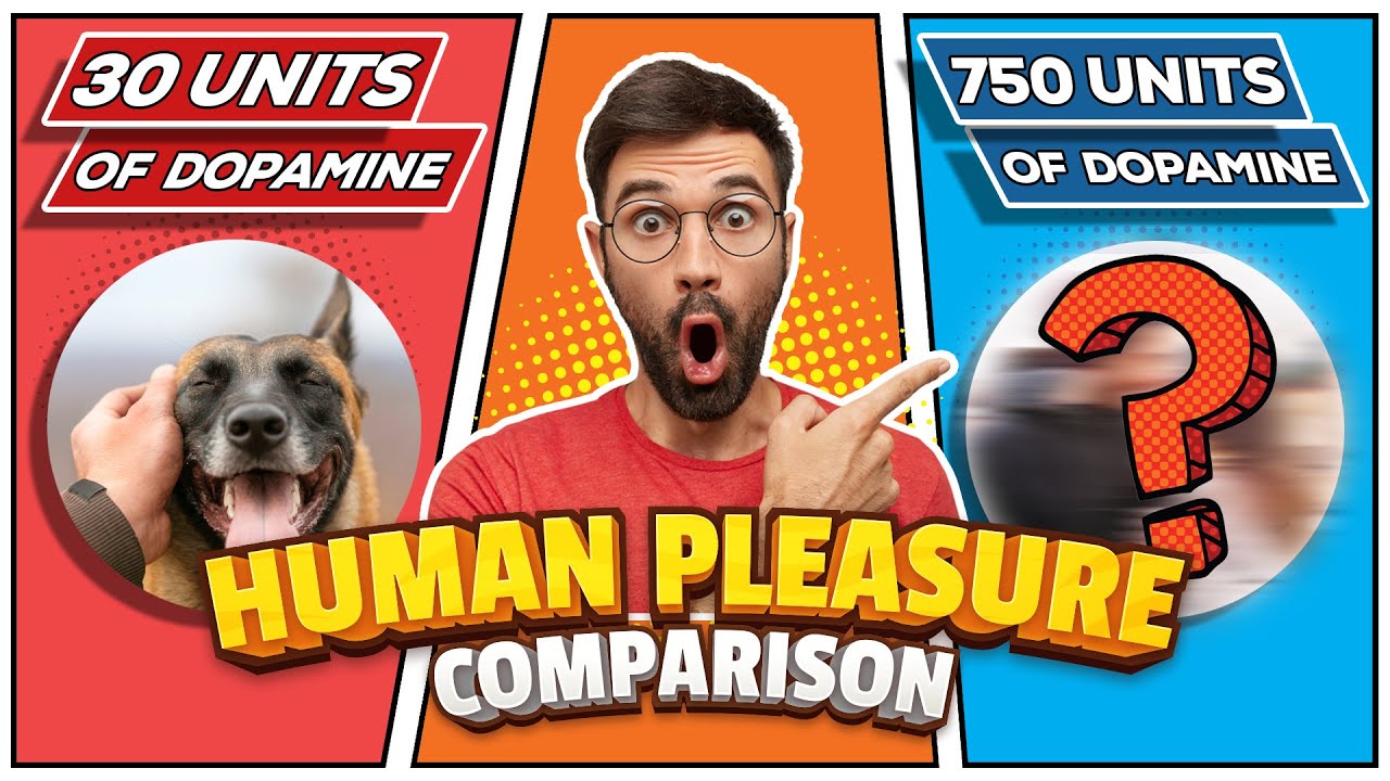 Things Which Make Humans Happy Human Pleasure Dopamine Comparison