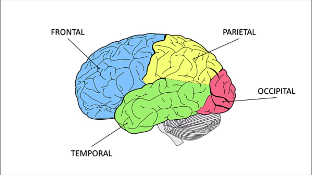 La Corteza Cerebral Y Las Diferentes Funciones Por áreas Corticales