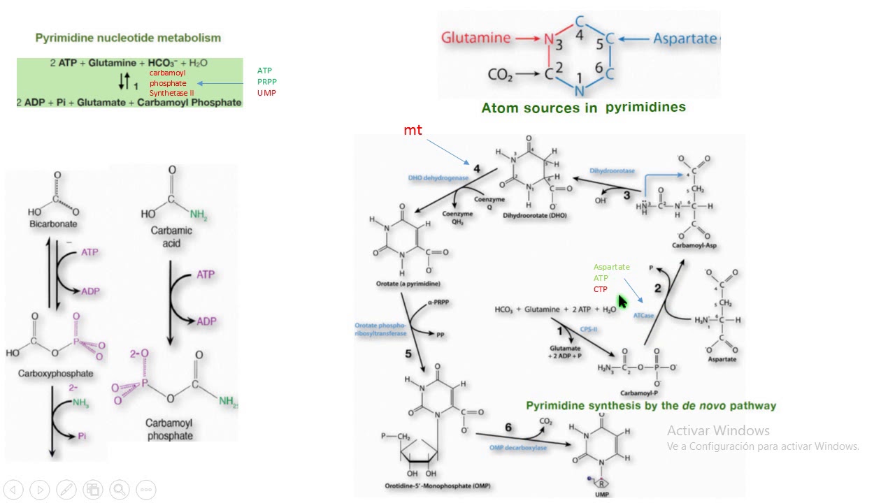 Síntesis De Novo Pirimidinas Bioquímica Biochemistry Youtube