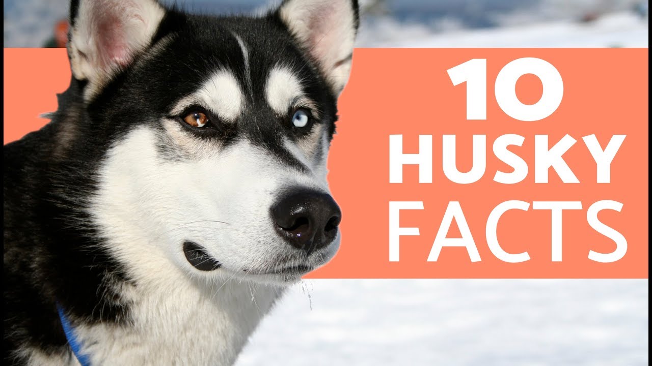 10 Things You Didn T Know About The Siberian Husky Dog Potato