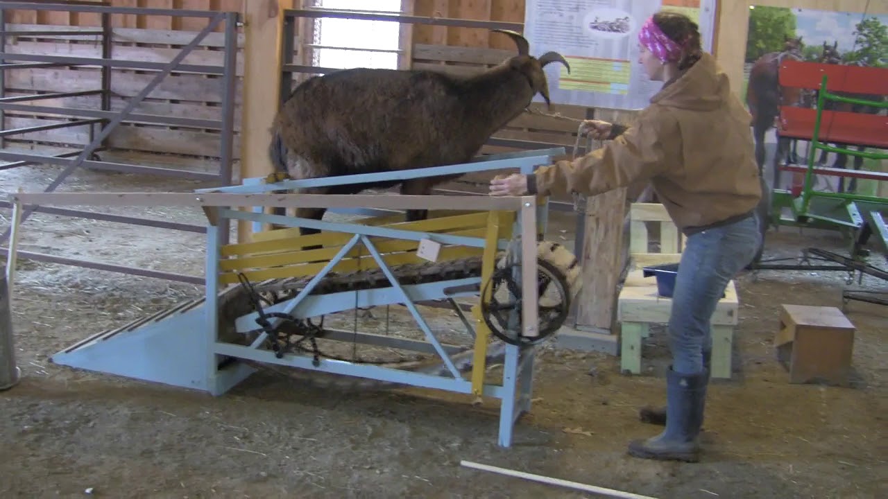 How To Use A Goat Treadmill Youtube