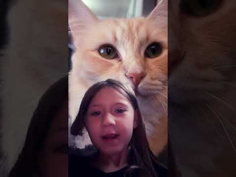 Cat Youtube