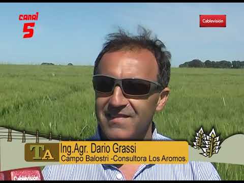 Dario Grassi Campo Balostri Consultora Los Aromos Ensayos De Trigos