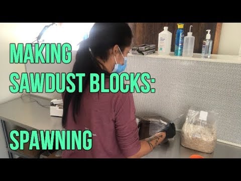 Part 3 Making Sawdust Mushroom Blocks Spawning Youtube