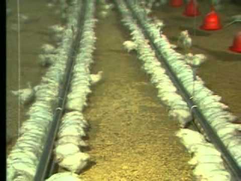 Bridomat邃 Trough Feeding System For Broiler Breeders Youtube