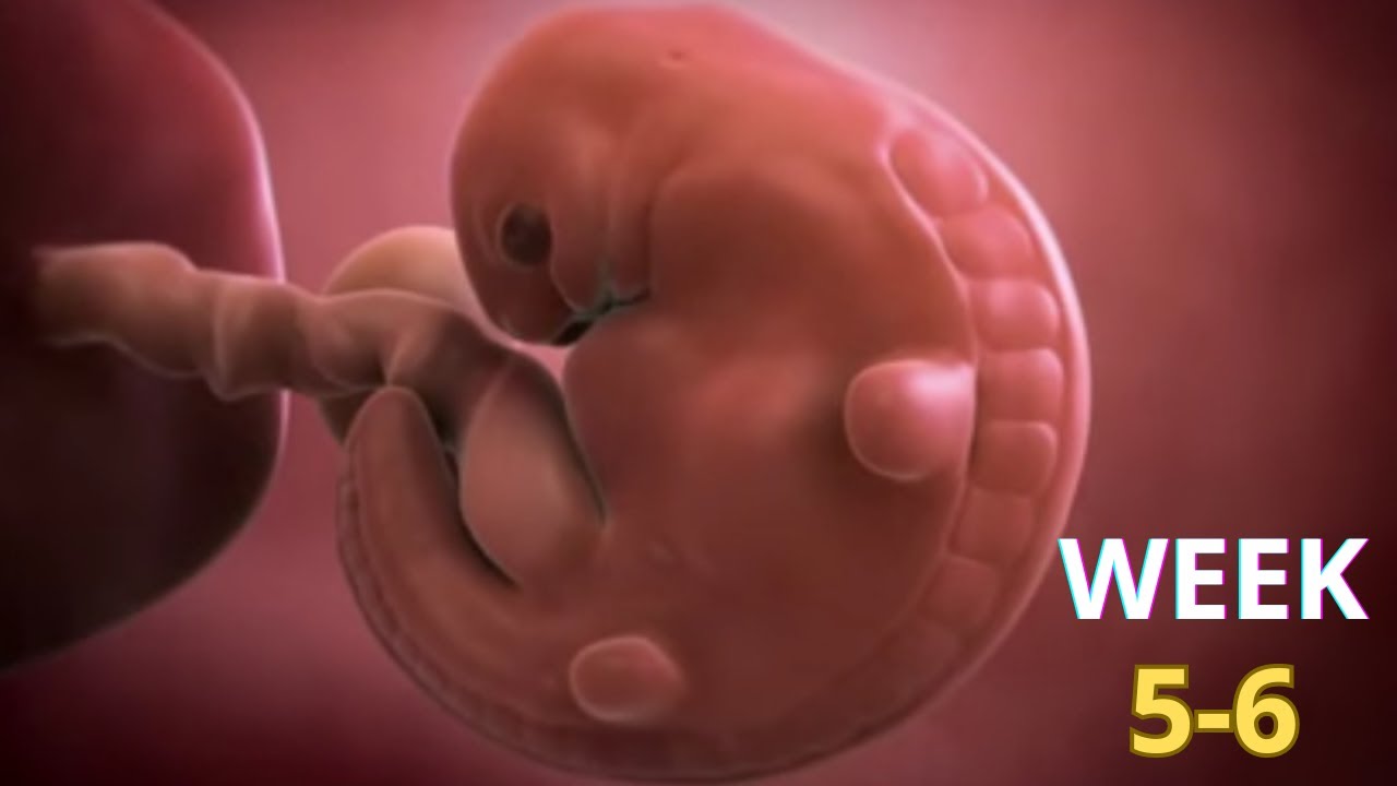 5 6 Weeks Pregnant What To Expect Youtube