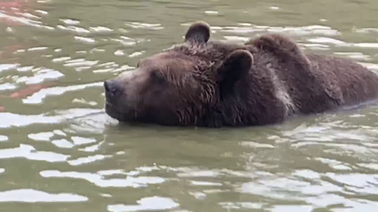 Fabulous And Adorable Video Of Leo The Bear Playing In His Pond Youtube