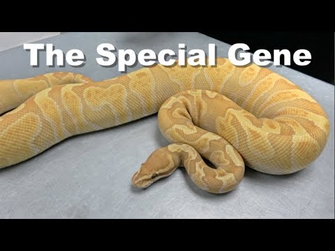 Featured Morph The Special Gene Ball Python Madness Youtube
