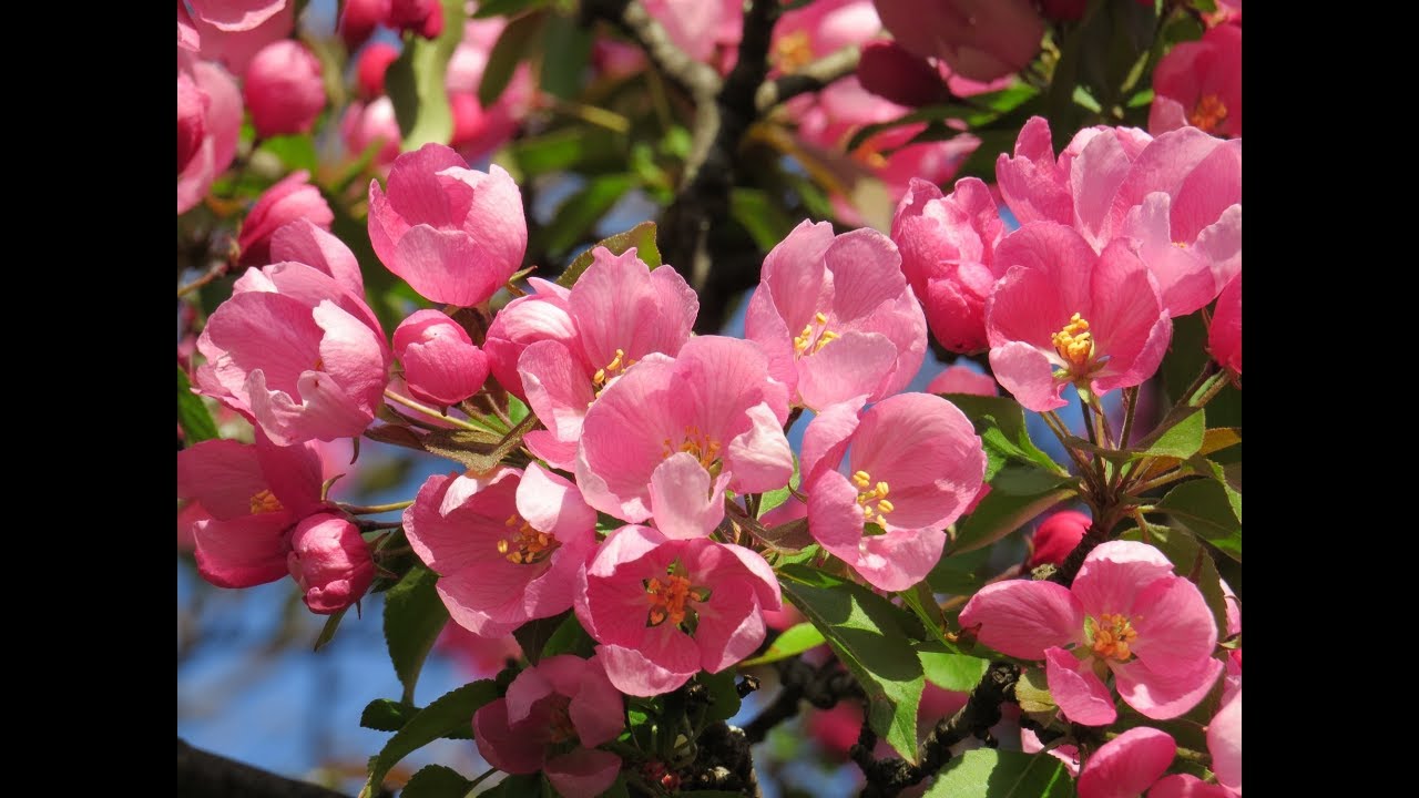 рџњёmy Beautiful Flowering Crab Apple Tree In Full Bloom 5 14 2018рџњё Youtube