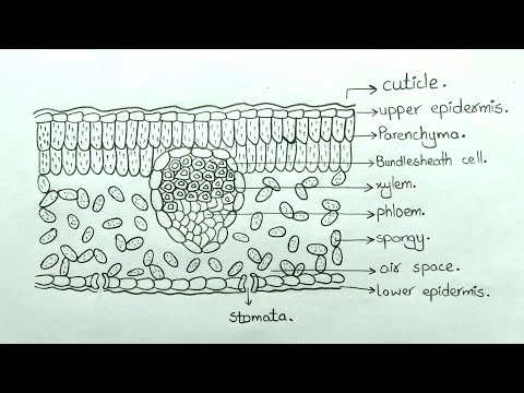 Internal Structure Of A Leaf Easy Drawing Diagram Infoupdate Org