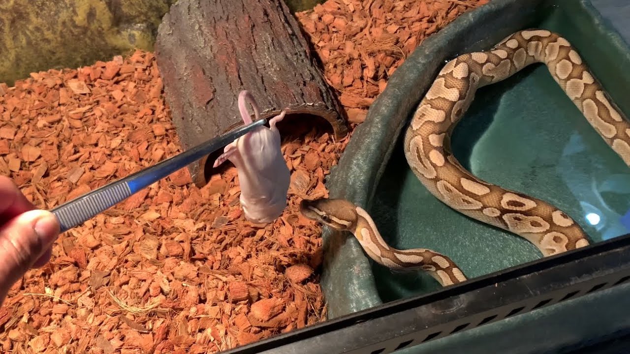 My Ball Python Collection Feeding Compilation Youtube
