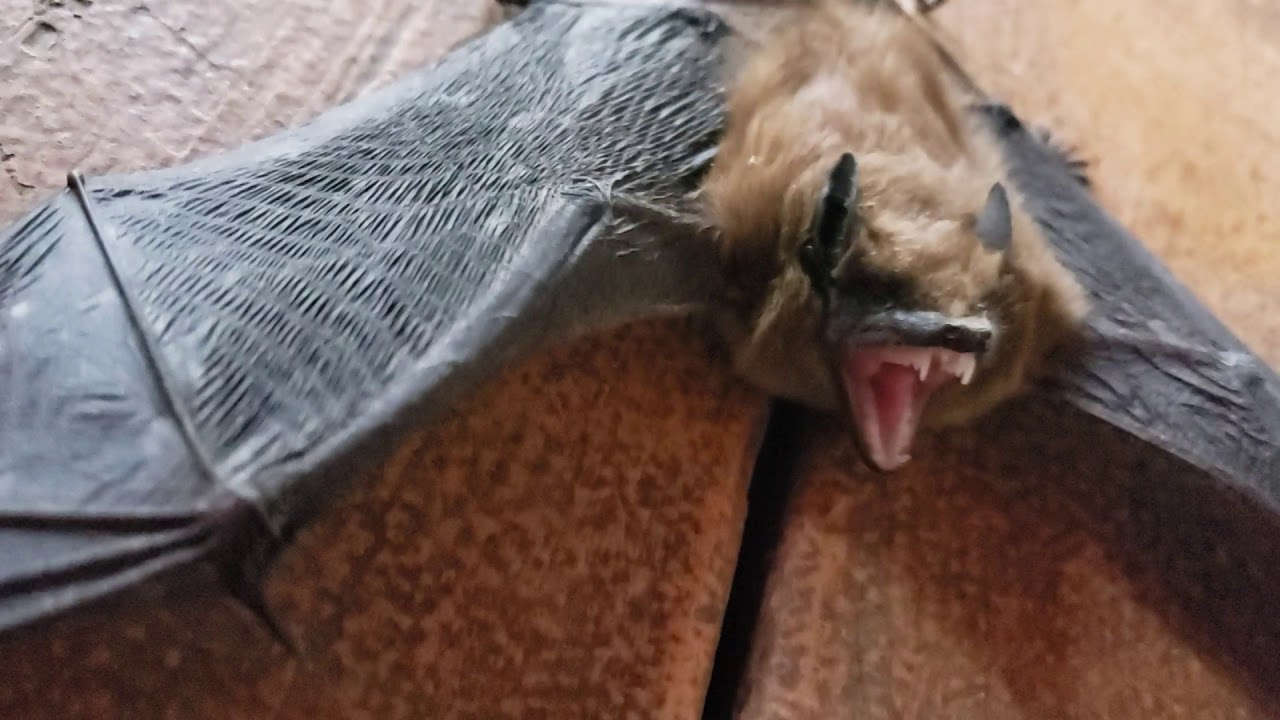 Bat Screech Youtube