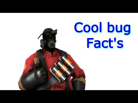 Cool Bug Fact S Know Your Meme