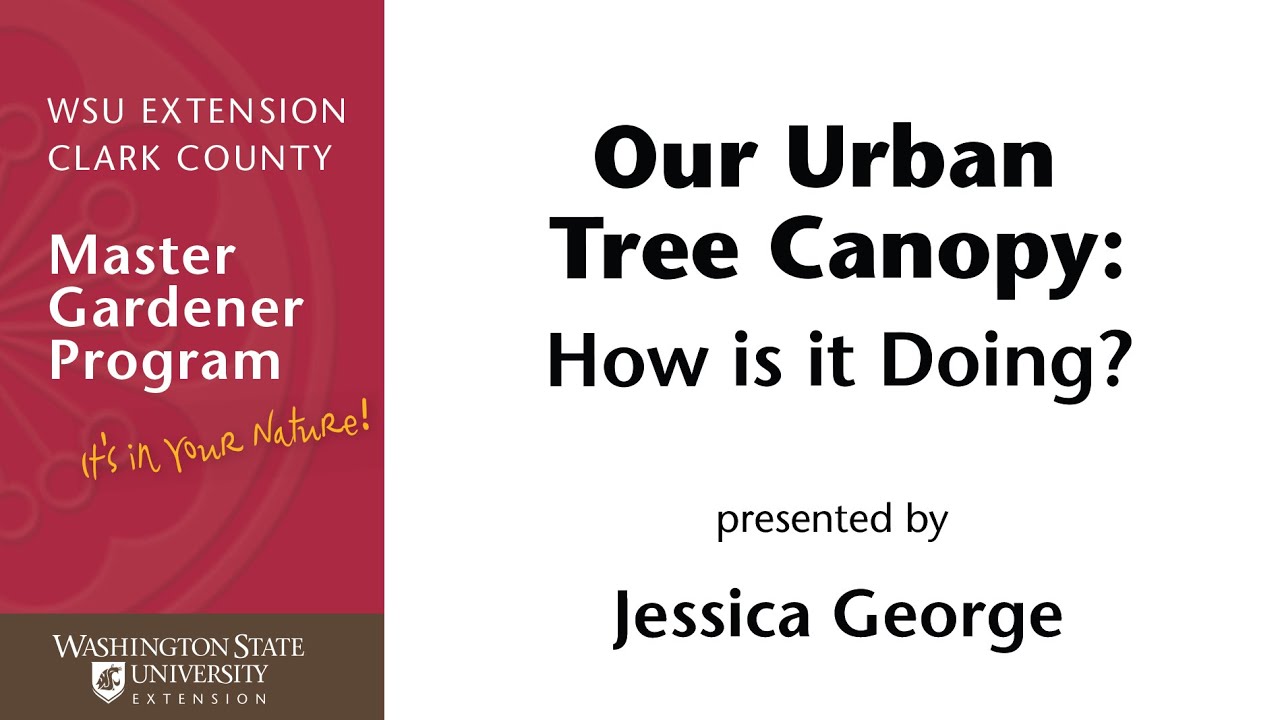 Our Urban Tree Canopy How Is It Doing Youtube