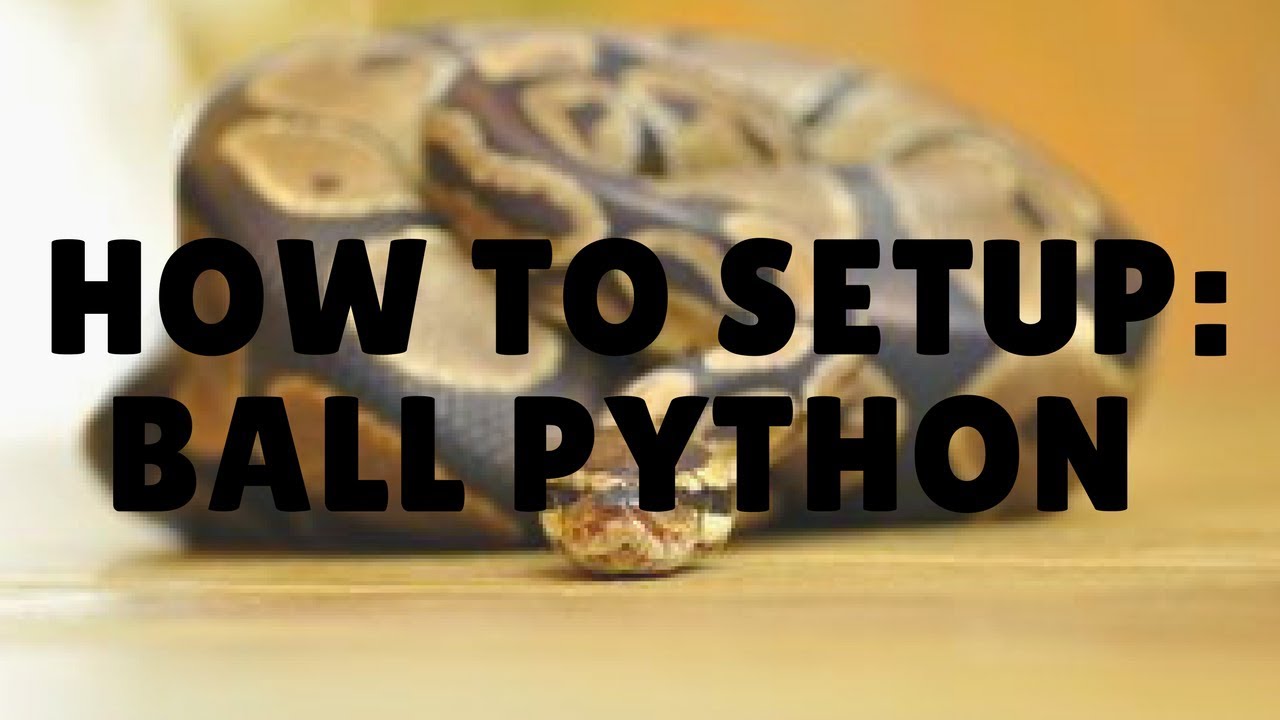 Basic Ball Python Habitat Setup Youtube