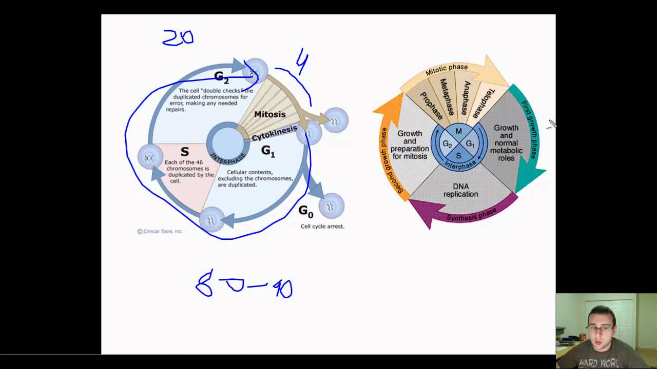 Prokaryotic Binary Fission Vs Eukaryotic Cell Cycle Youtube