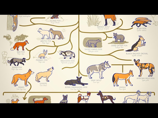 All The Dogs Explained