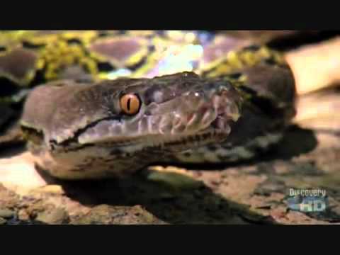 Austin Stevens With The World S Biggest Snake The Giant Reticulated