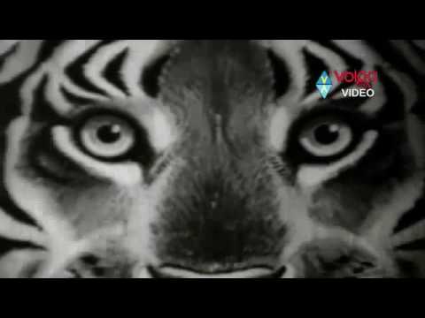 Tiger Productions 1970 Youtube