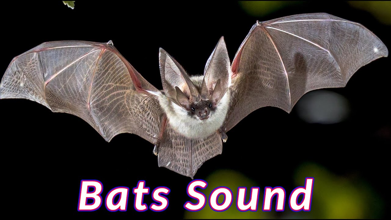 Bats Sound рџ Bat Call Sounds рџ Youtube